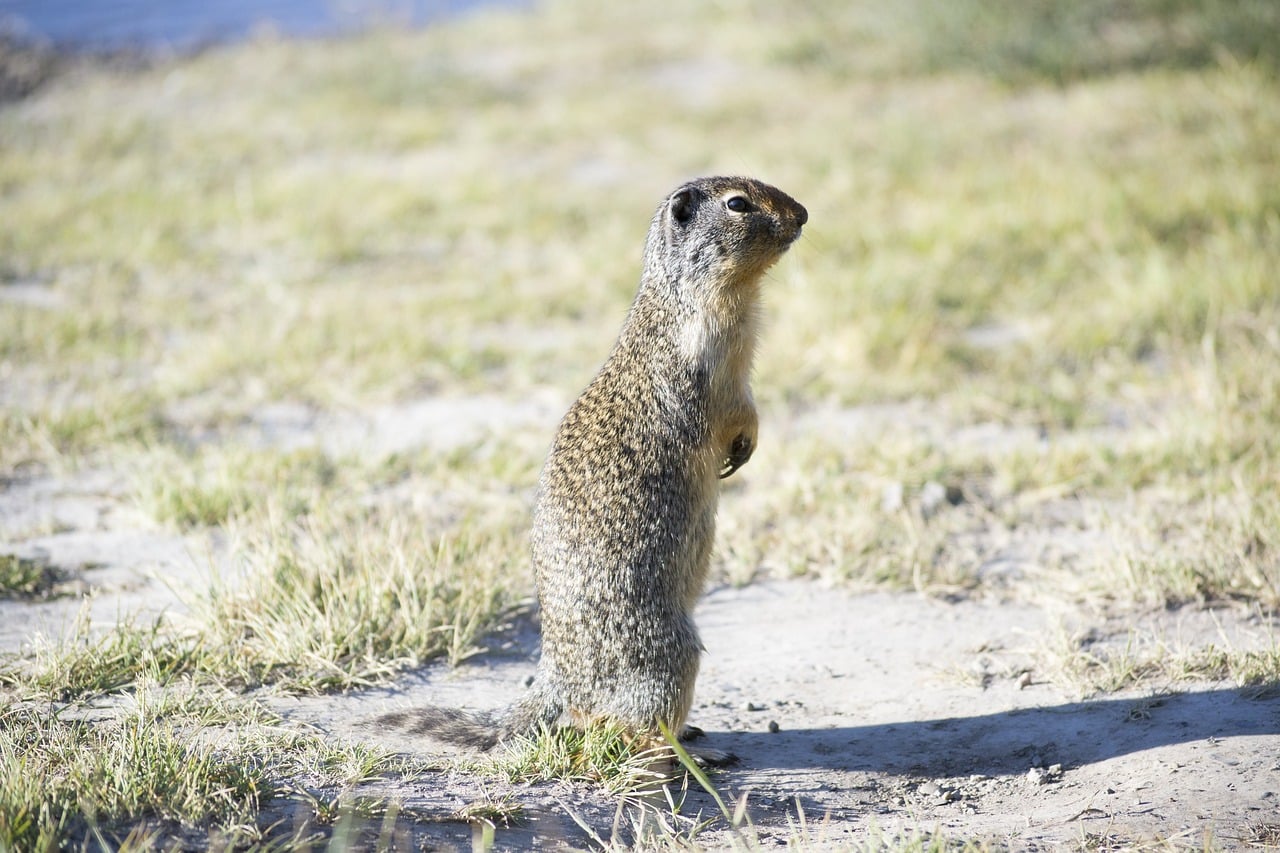 18 Things to Consider Before Purchasing a Weasel as a Pet - Pet Breeezy