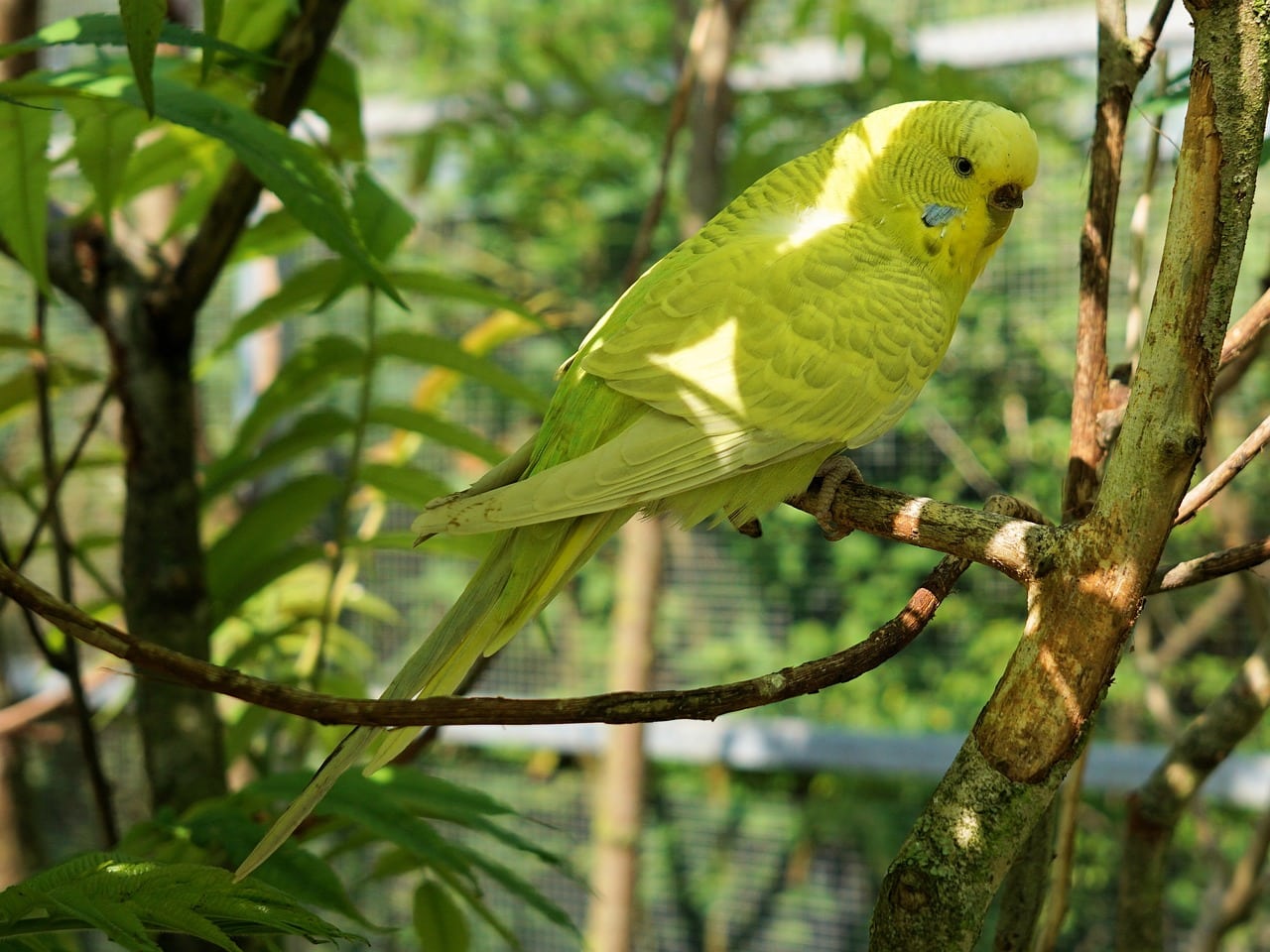 Different Colors, Types, Varieties, & Patterns of Parakeets - Pet Breeezy