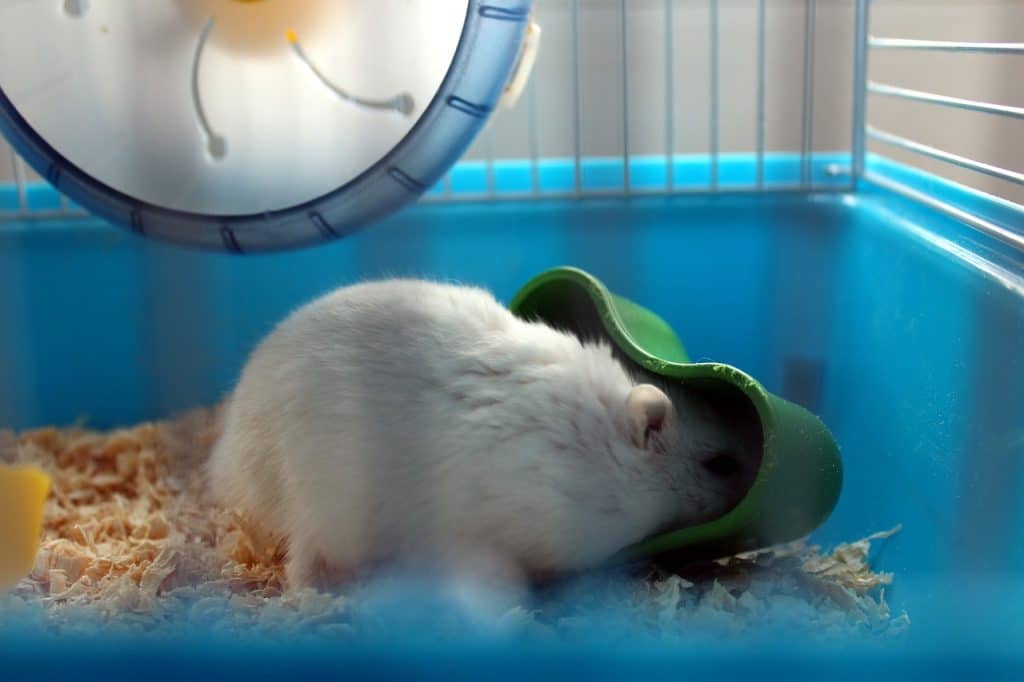 What Size Cage Should You Choose for Your Dwarf Hamster? - Pet Breeezy