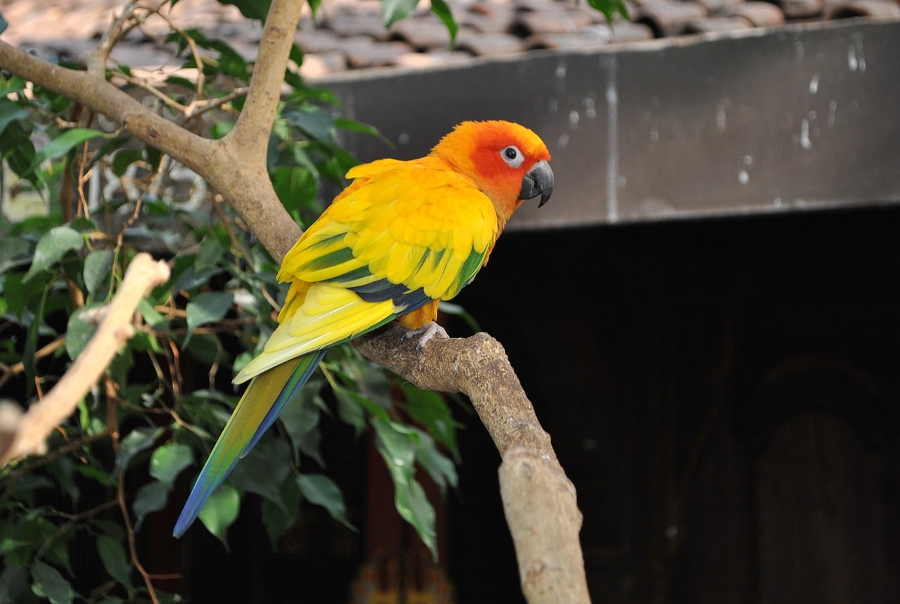 Sun Conure Parrot: Origin, Temperament & Care Guide - Pet Breeezy