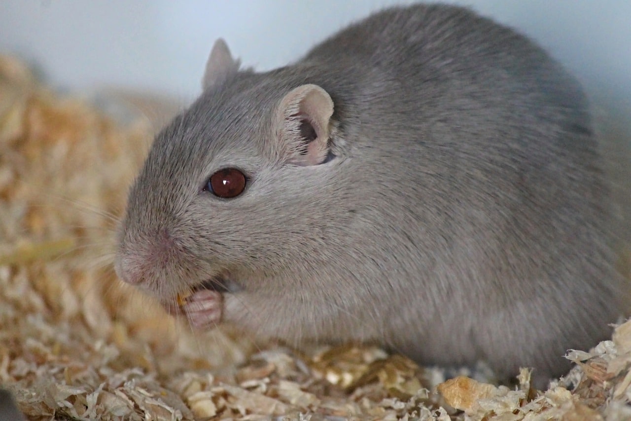 An Overview of 5 Gerbil Breeds - Pet Breeezy