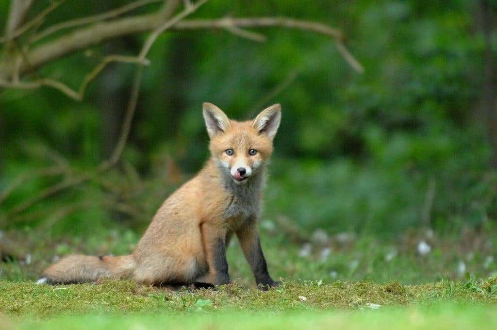 Four Seasons of Fox Life Cycles & Frequently Asked Questions - Pet Breeezy