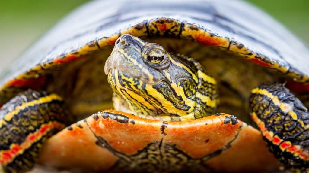 The Difference Between the Red-Eared Slider and the Painted Turtle ...