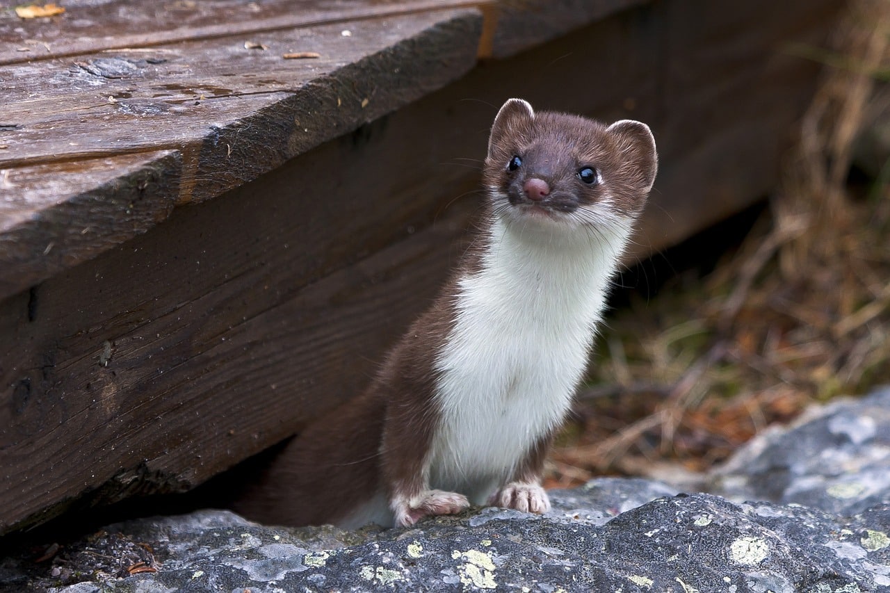 18 Things to Consider Before Purchasing a Weasel as a Pet - Pet Breeezy