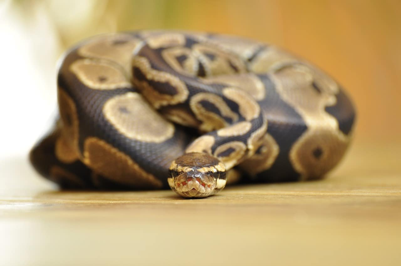 How to Choose the Right Cage Size for Ball Pythons? - Pet Breeezy