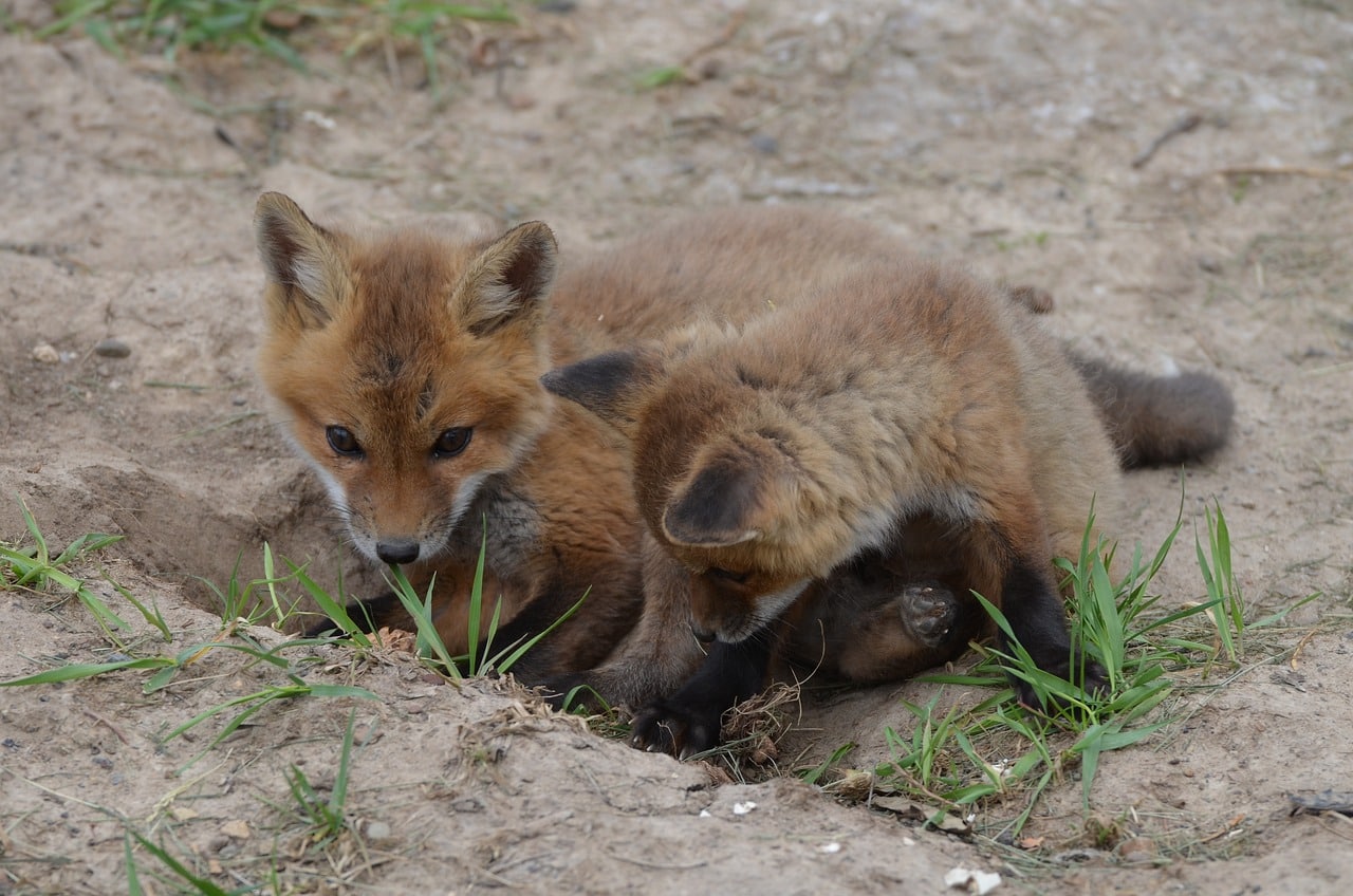 Fox Cubs 101: Nutrition, Development, and Care - Pet Breeezy