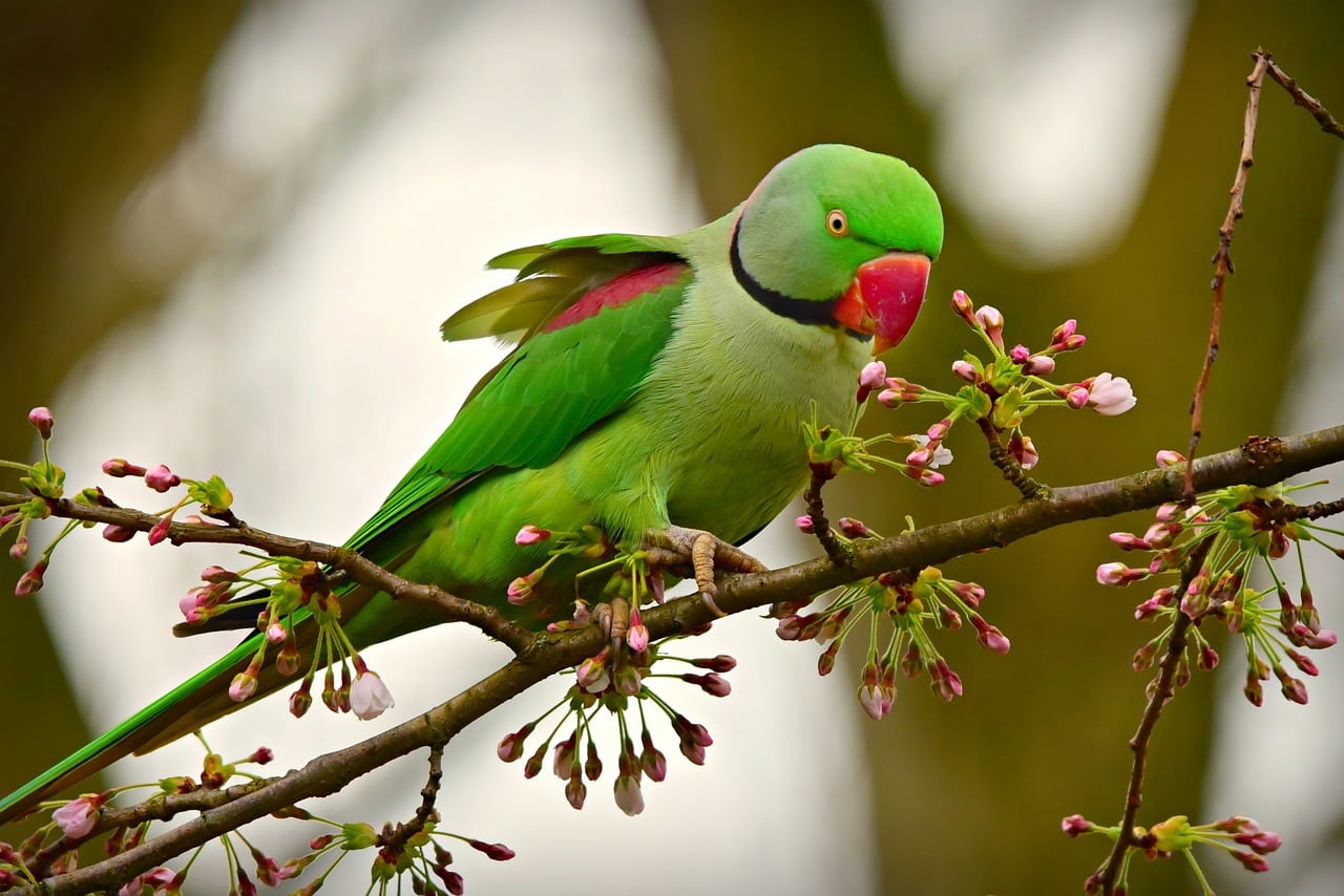 Different Colors, Types, Varieties, & Patterns of Parakeets - Pet Breeezy