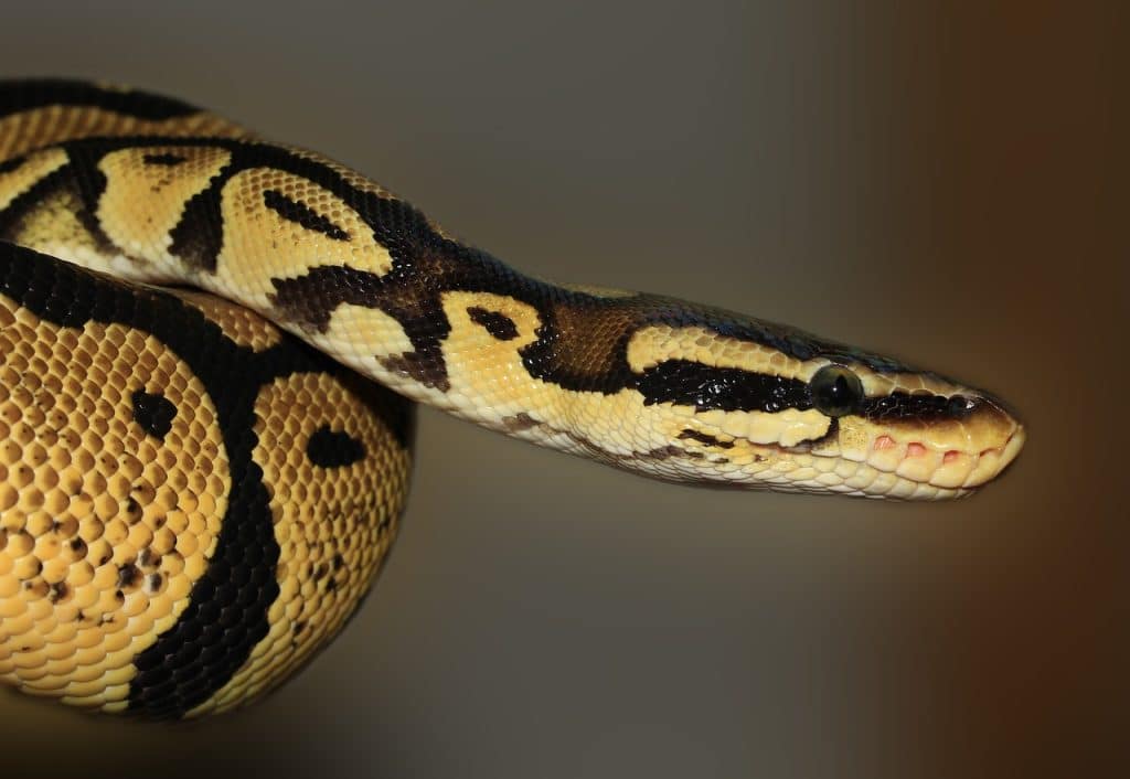 105 Name Ideas For Snakes That Hiss and Slink - Pet Breeezy