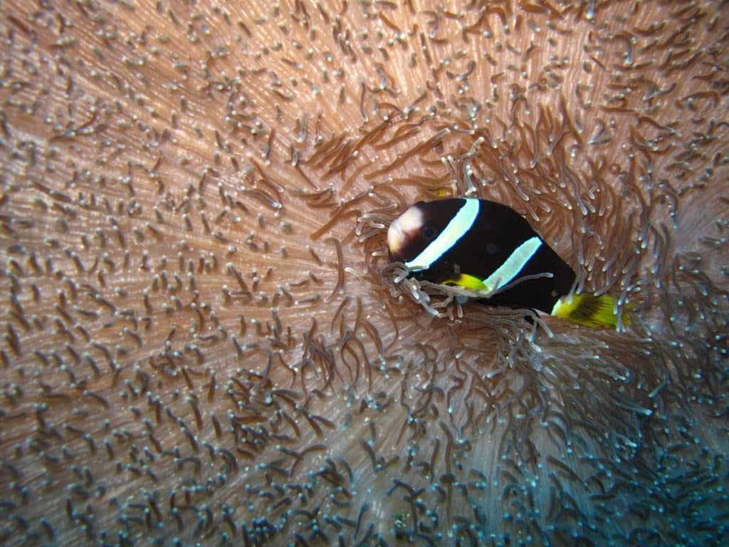 13 Clownfish Species to Add to Your Aquarium - Pet Breeezy