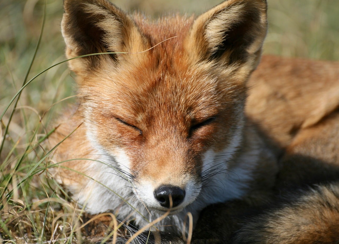 What Does a Fox Look Like? A Fox Starter Guide - Pet Breeezy
