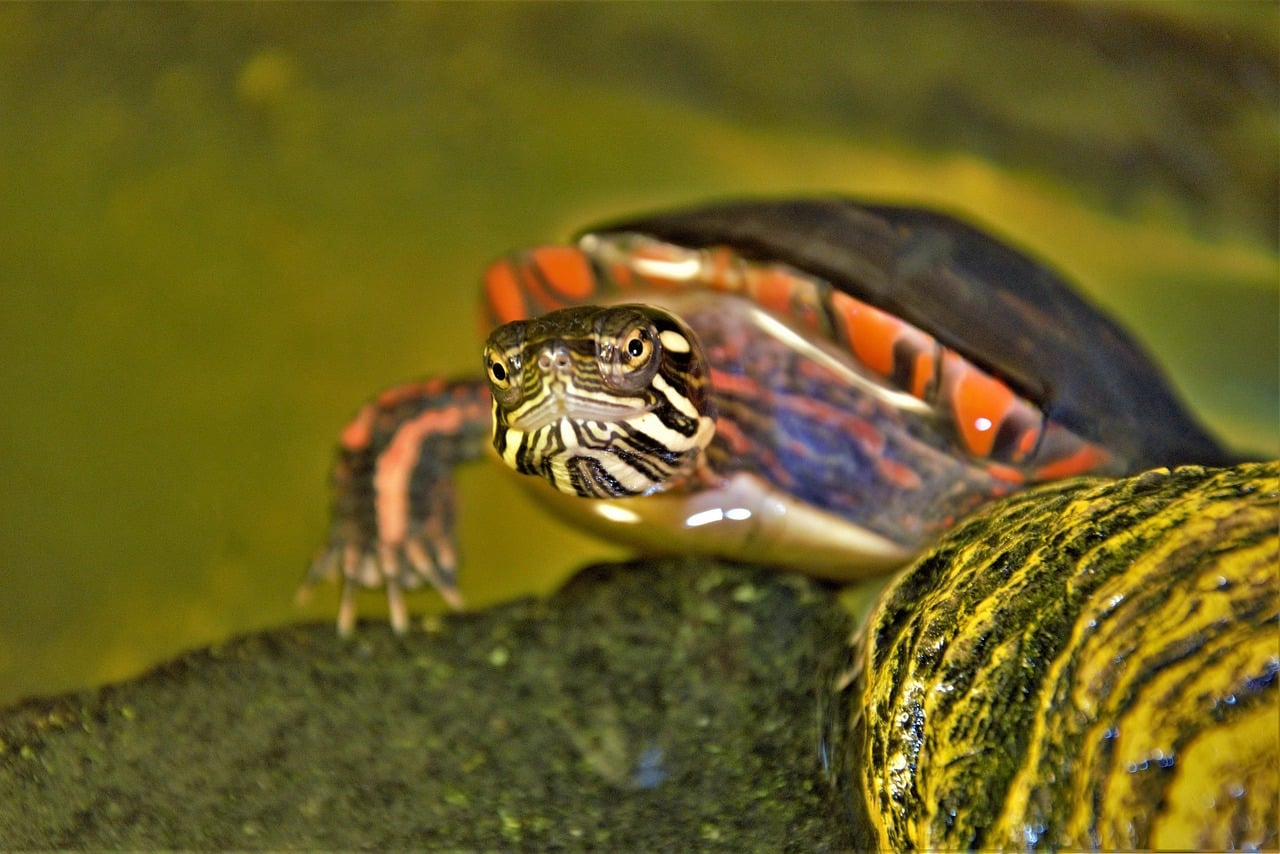 The Difference Between the Red-Eared Slider and the Painted Turtle ...