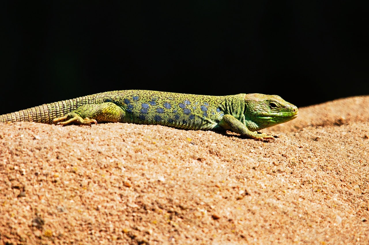 105 Lizard Names: Ideas For Scaly & Curious Reptiles - Pet Breeezy