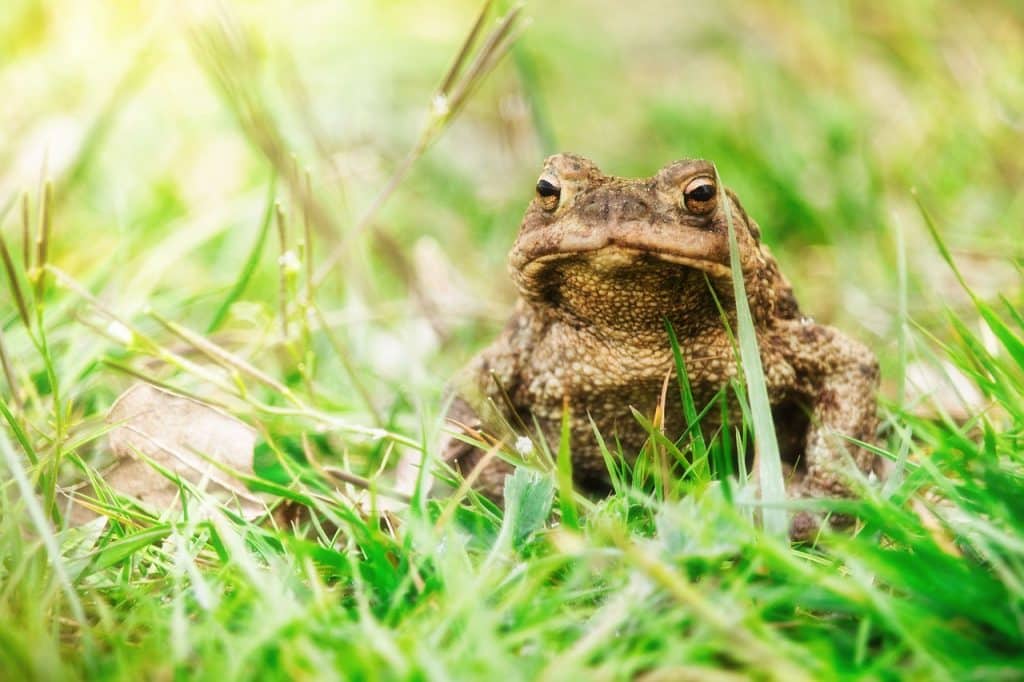 What Are Baby Toads Able to Eat in the Wild and as Pets? - Pet Breeezy