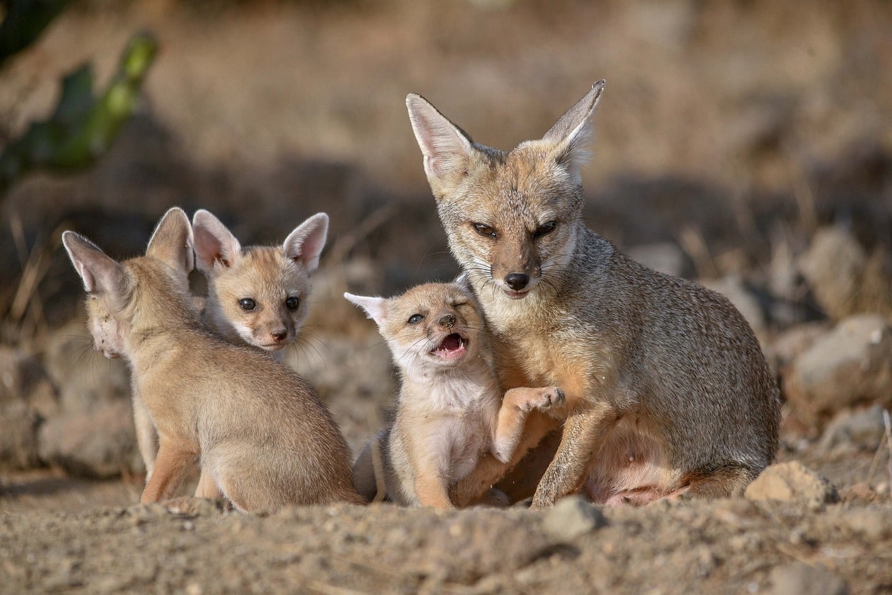 Fox Cubs 101: Nutrition, Development, and Care - Pet Breeezy