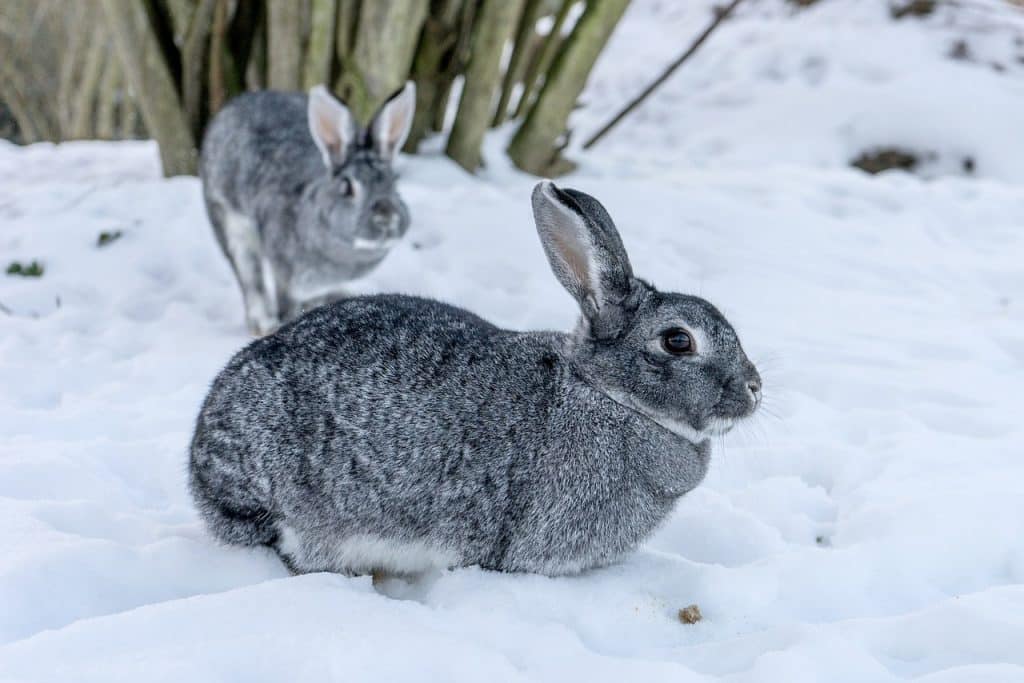 Rabbit or Chinchilla? What Kind of Pet Suits You Best? - Pet Breeezy