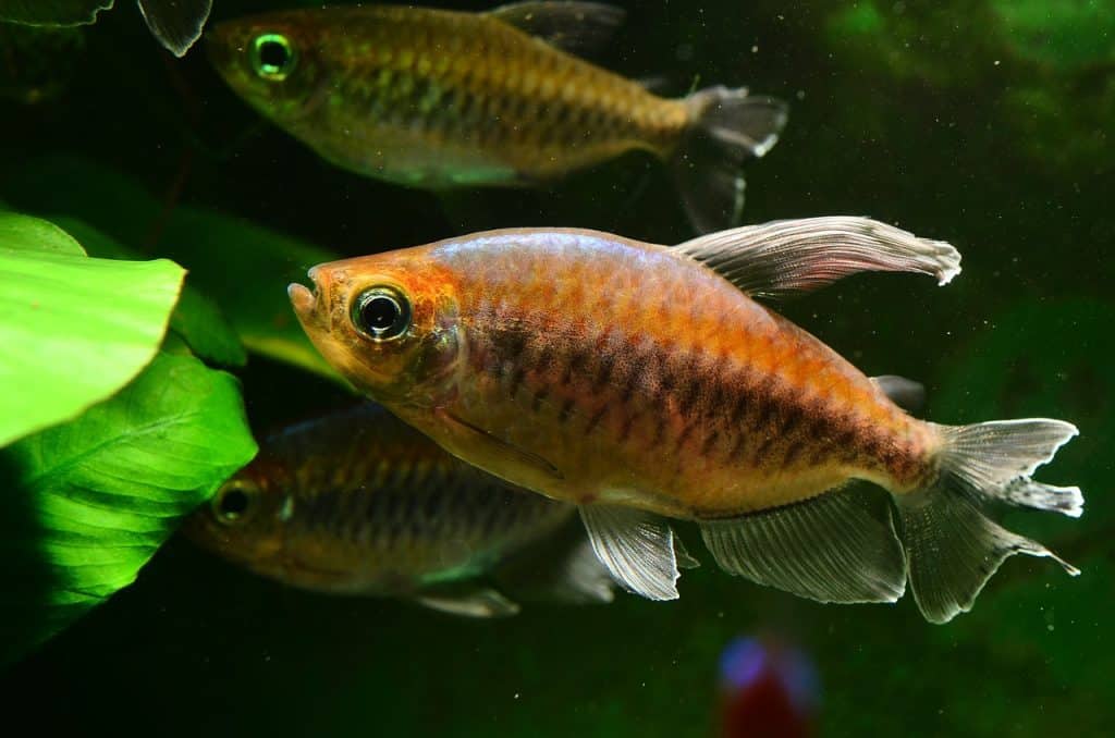 25 Well-Known Types of Tetras in 2023 - Pet Breeezy