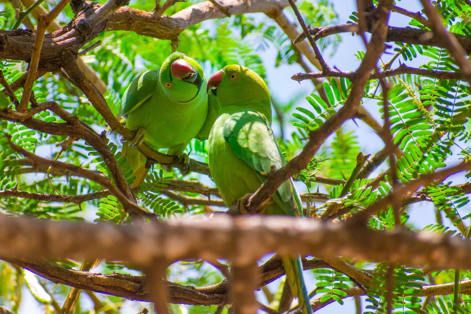 Different Colors, Types, Varieties, & Patterns of Parakeets - Pet Breeezy