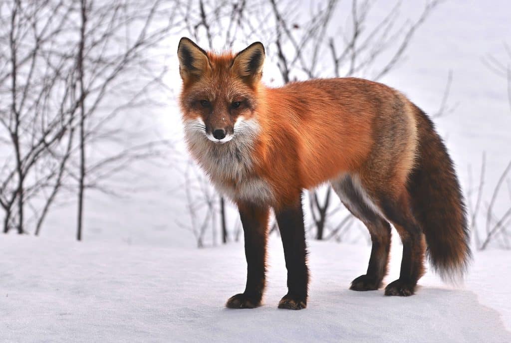 How Do Foxes Compare to Dogs? Cousins & Family Tree of the Canidae ...