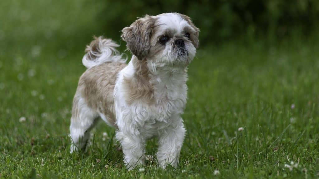 The top 10 Shih Tzu Hairstyles and Trims for 2023 - Pet Breeezy