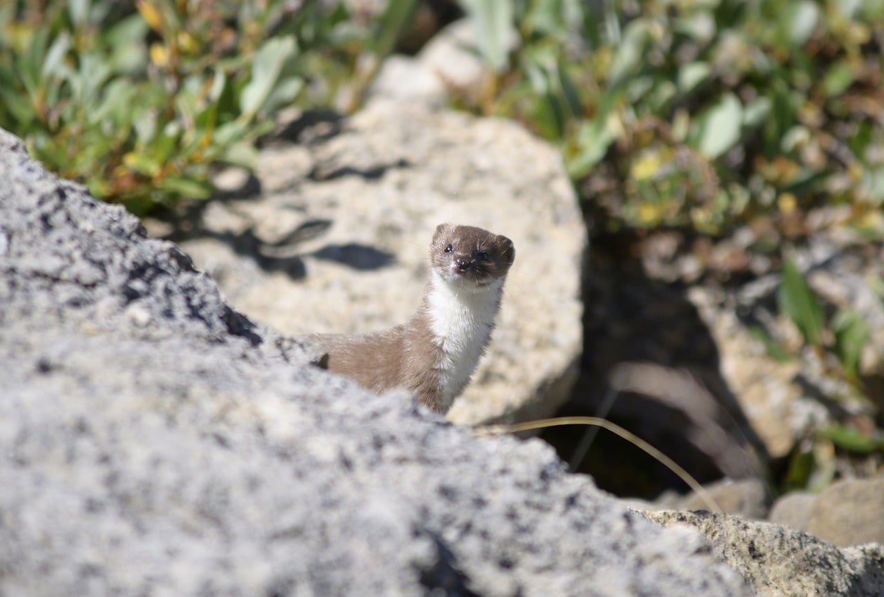 What's the Difference Between Stoat and Ferret? - Pet Breeezy