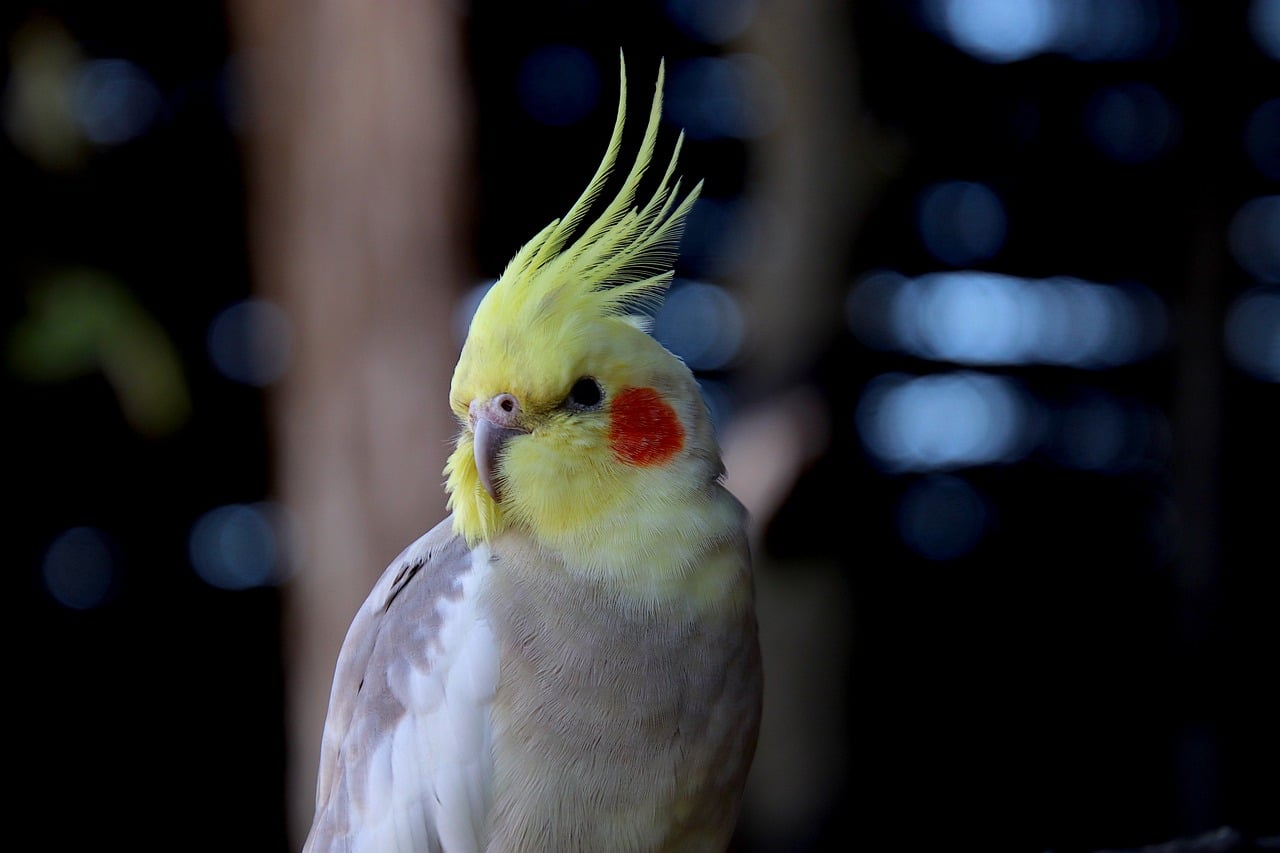 Lutino Cockatiel Bird: Personality and Care Guide - Pet Breeezy
