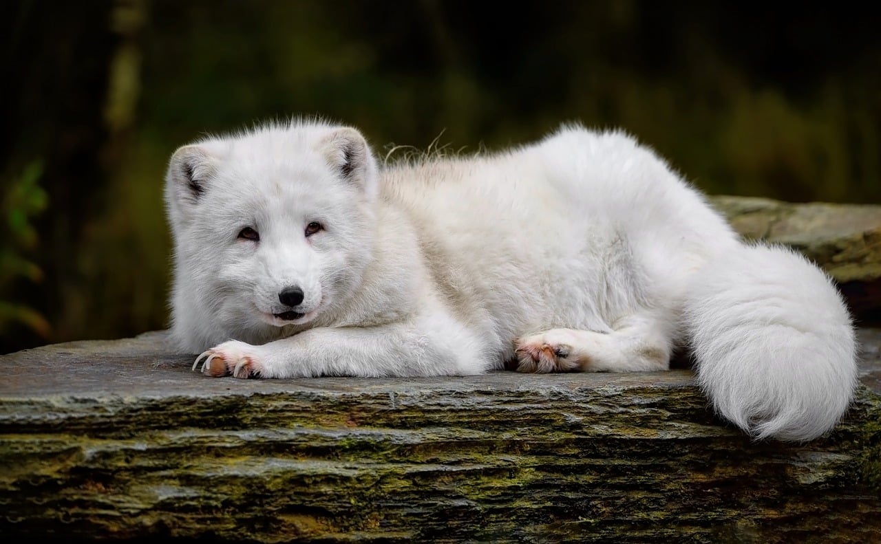 What are the Differences Between the Red and Arctic Foxes? - Pet Breeezy