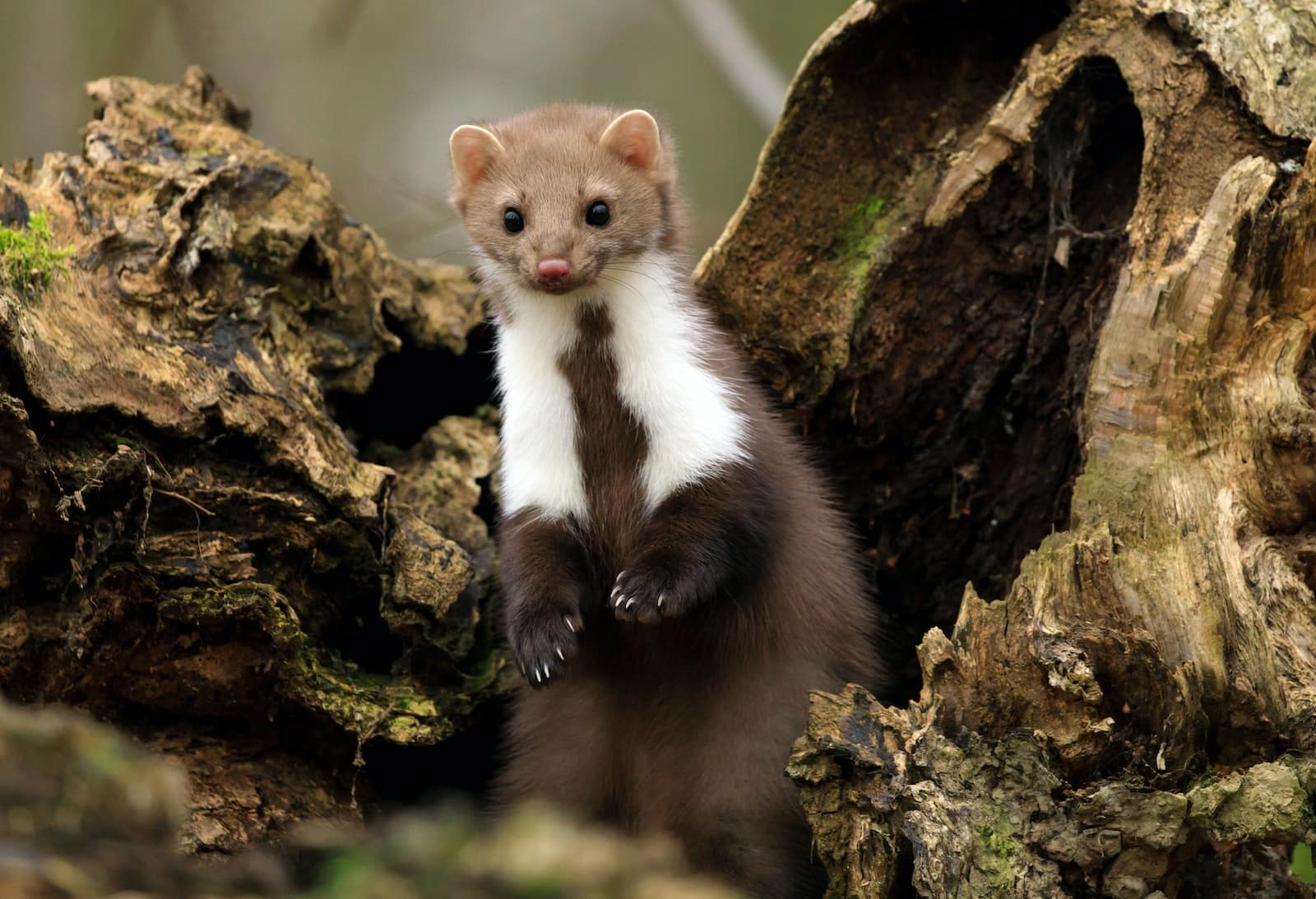 18 Things to Consider Before Purchasing a Weasel as a Pet - Pet Breeezy