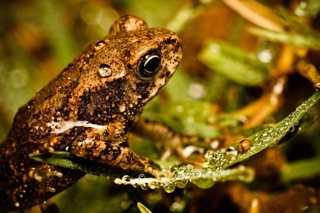 What Are Baby Toads Able to Eat in the Wild and as Pets? - Pet Breeezy