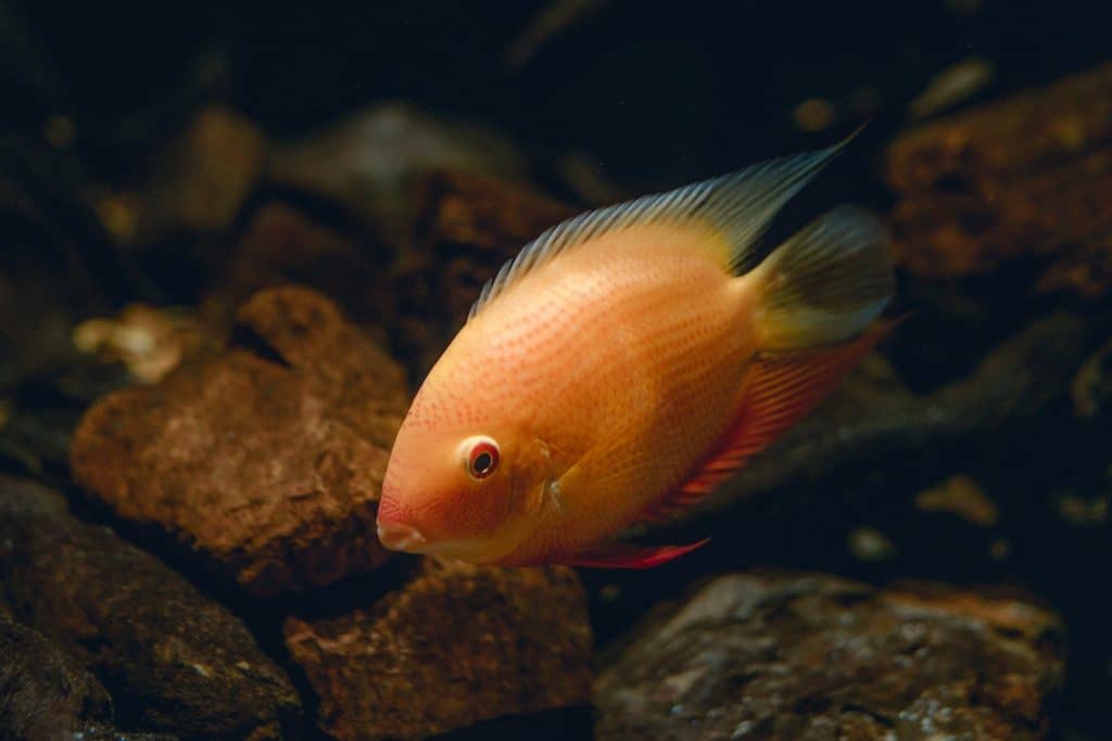 25 Well-Known Types of Tetras in 2023 - Pet Breeezy