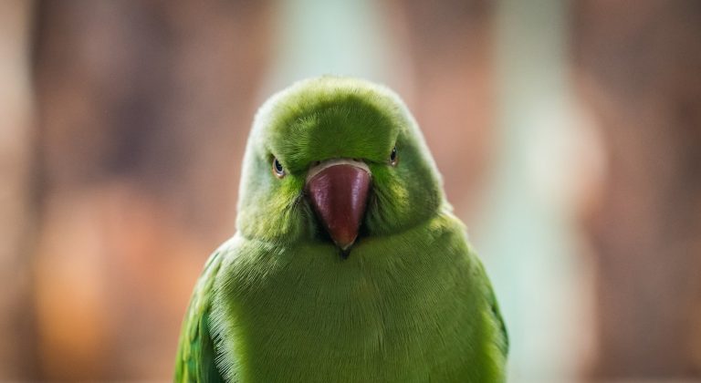 Different Colors, Types, Varieties, & Patterns of Parakeets - Pet Breeezy