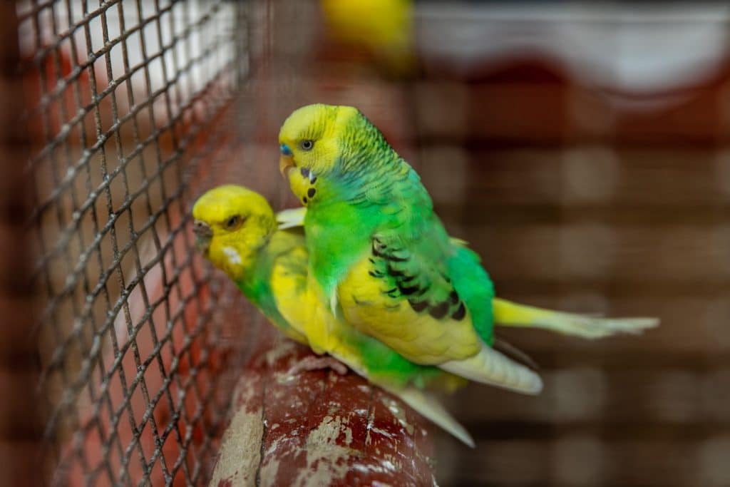Top 7 Quiet Birds for Pets in 2023 - Pet Breeezy