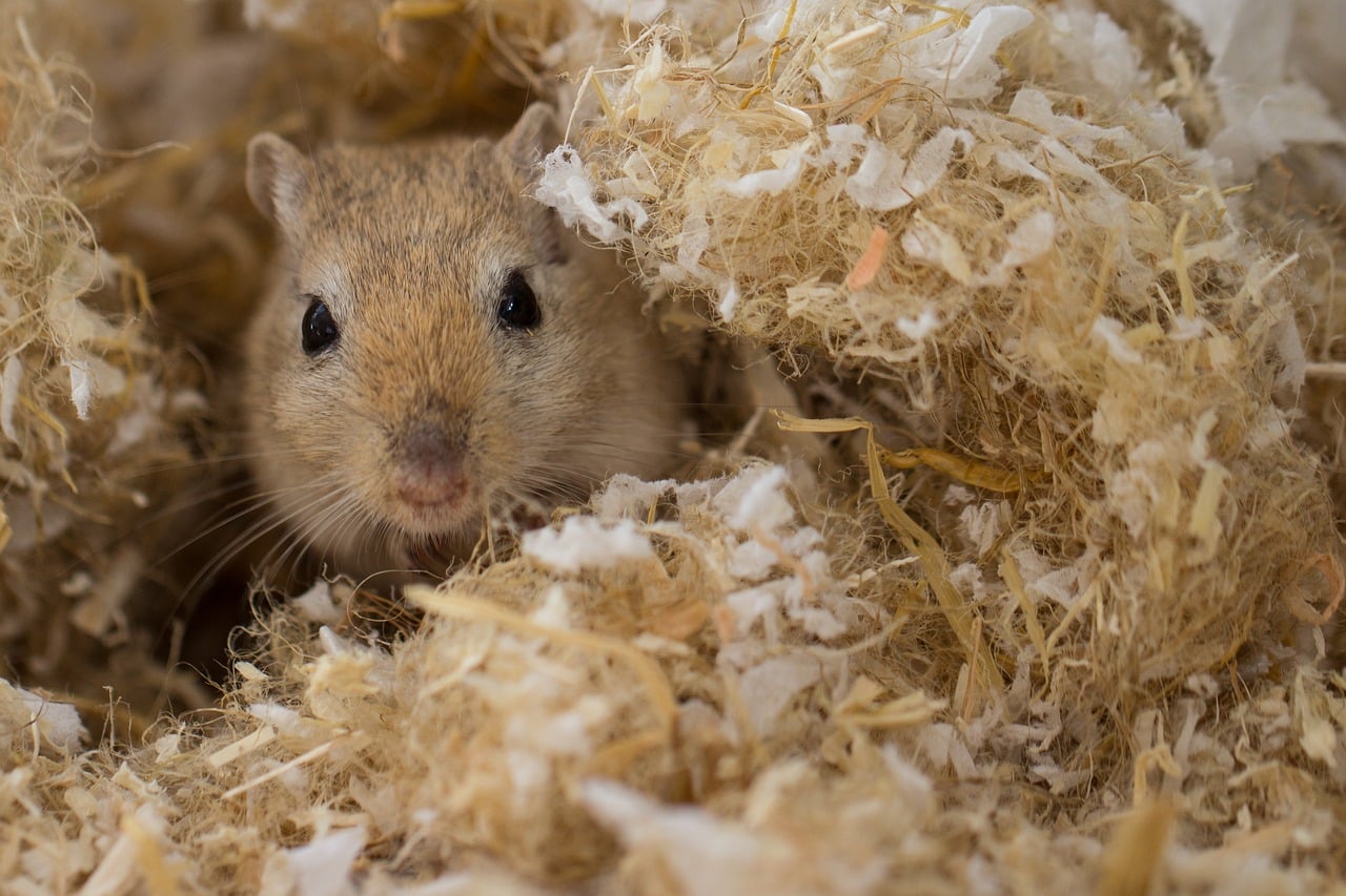 An Overview of 5 Gerbil Breeds - Pet Breeezy