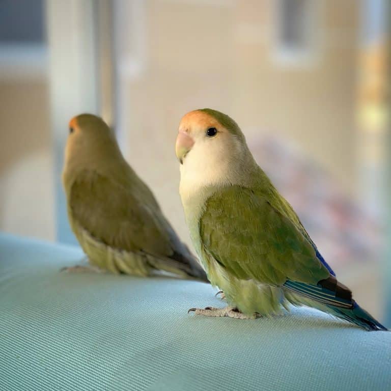 Different Colors, Types, Varieties, & Patterns of Parakeets - Pet Breeezy
