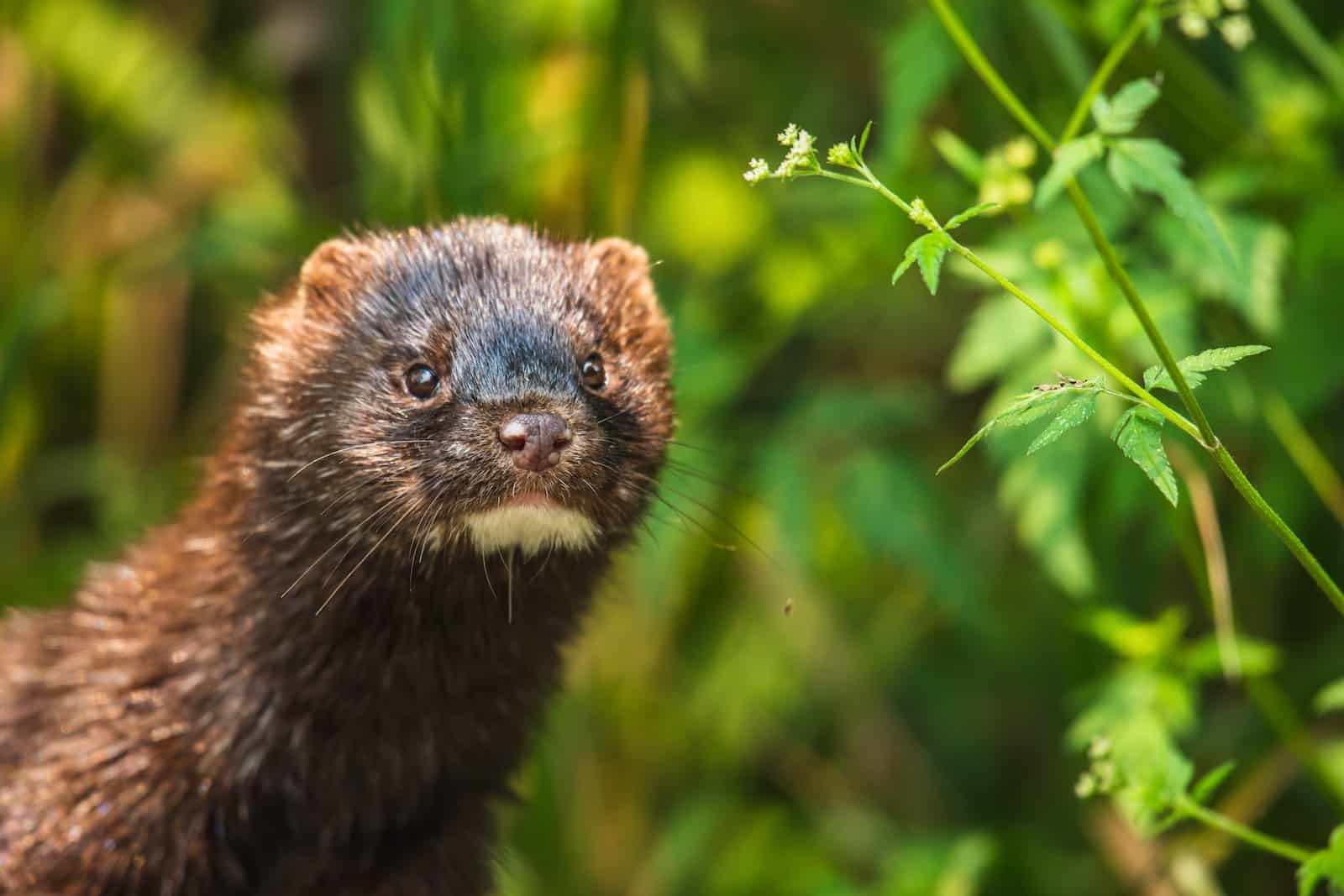 Different Types of Weasels: Specifications & Colors - Pet Breeezy