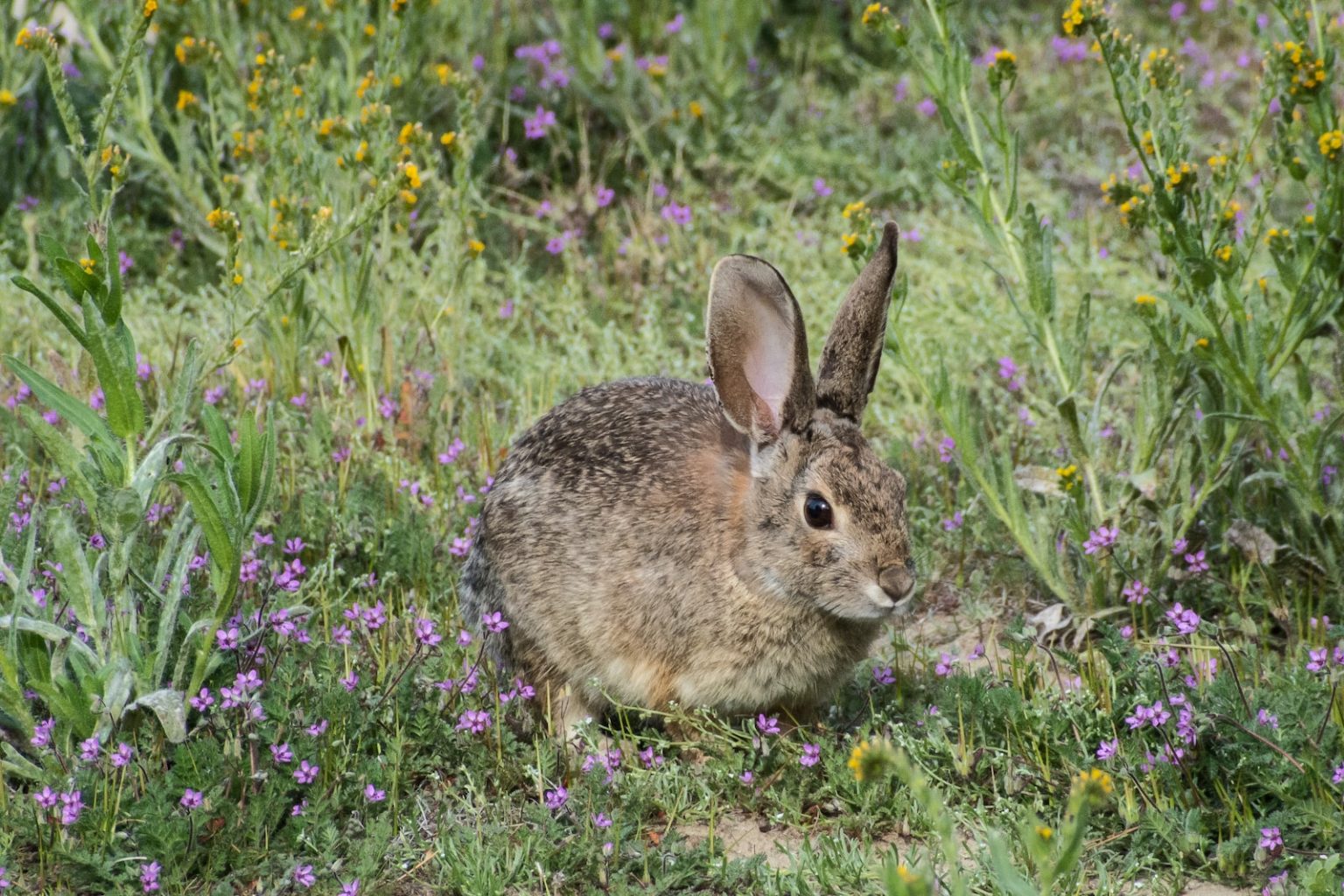 Desert Cottontail Rabbit: Facts, Behavior, Care, & More - Pet Breeezy