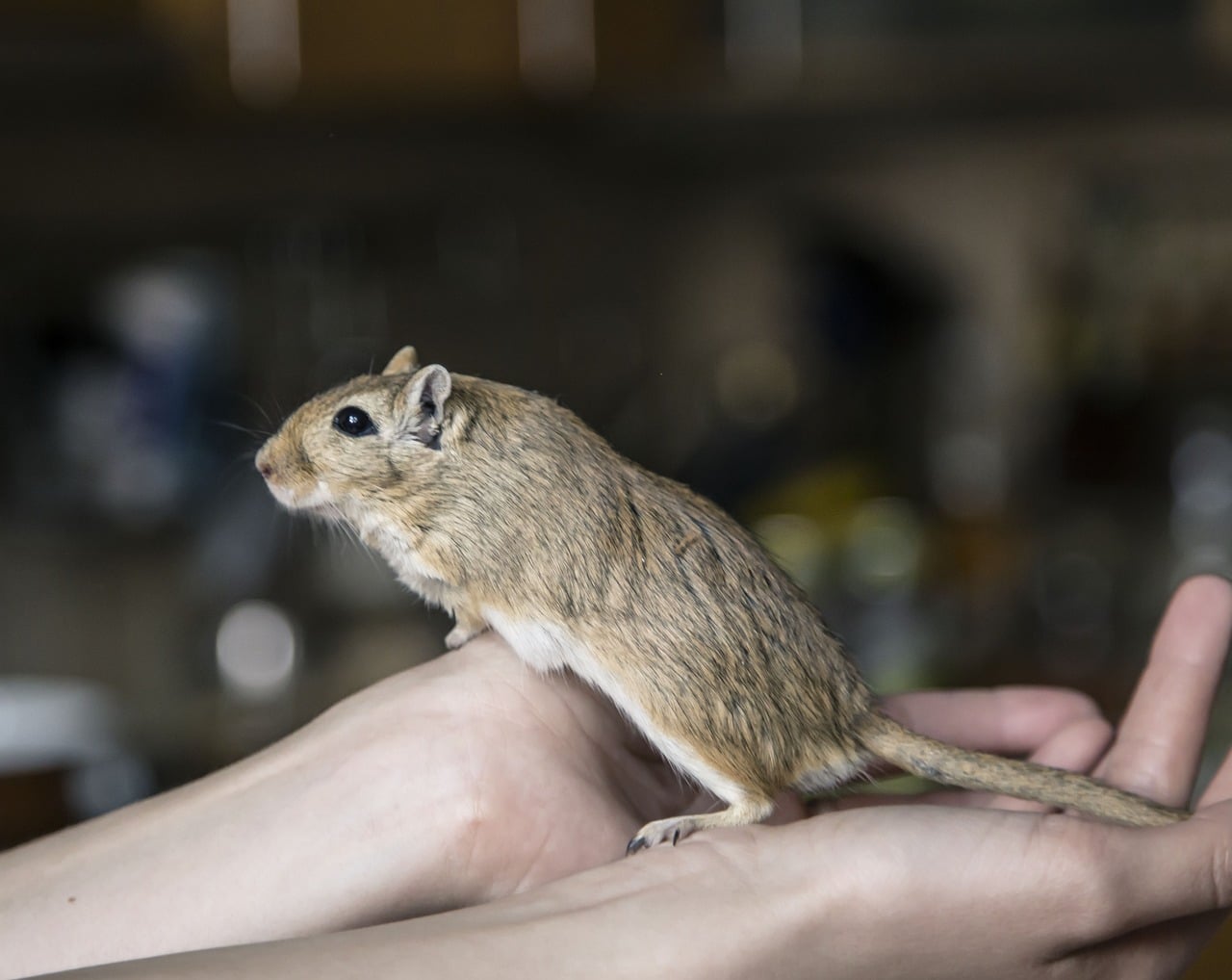 Gerbil Price Guide: How Much Does a Gerbil Cost? - Pet Breeezy