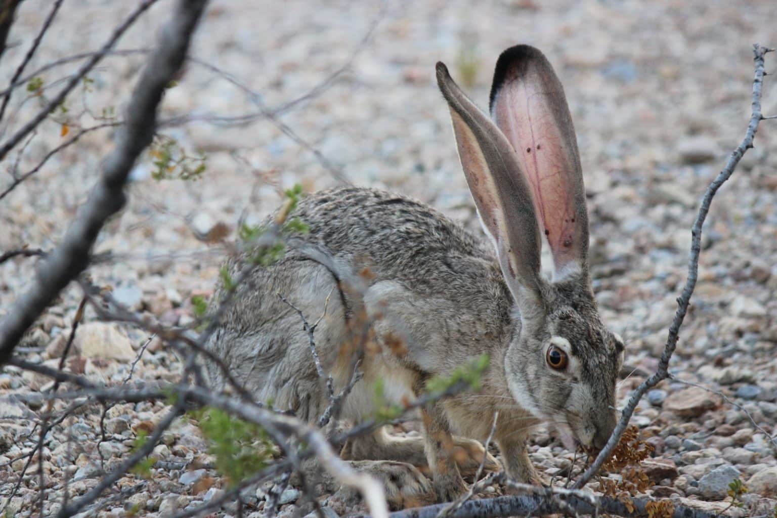 Desert Cottontail Rabbit: Facts, Behavior, Care, & More - Pet Breeezy