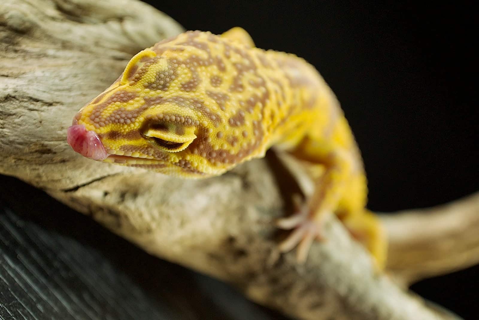 Is your Gecko male or female? Four Ways to Tell The Difference - Pet ...
