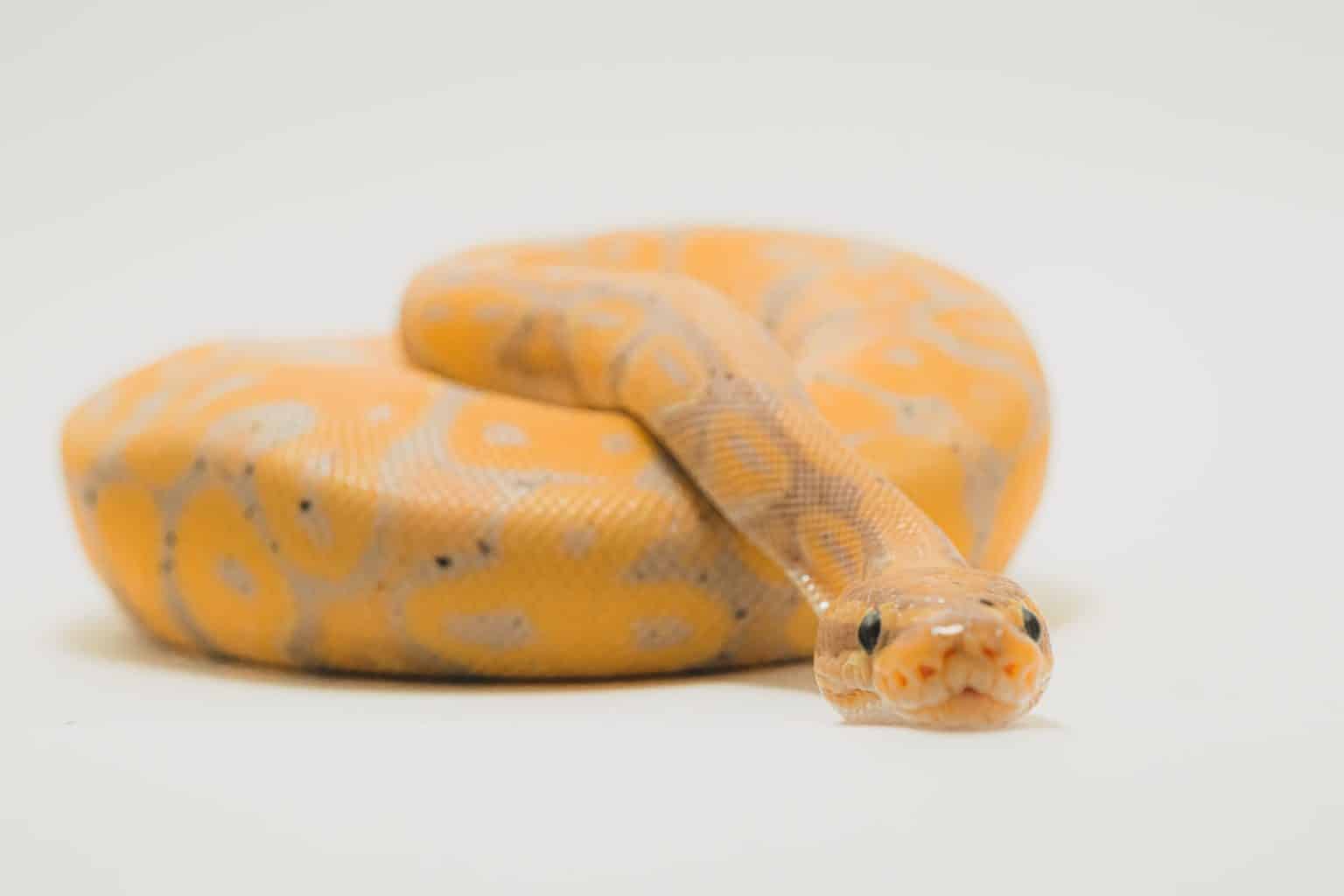 50 Colors and Morphs of the Ball Python - Pet Breeezy