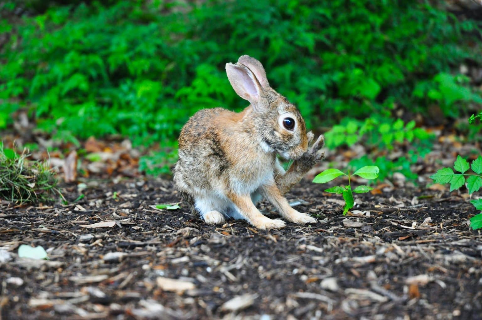 Desert Cottontail Rabbit: Facts, Behavior, Care, & More - Pet Breeezy