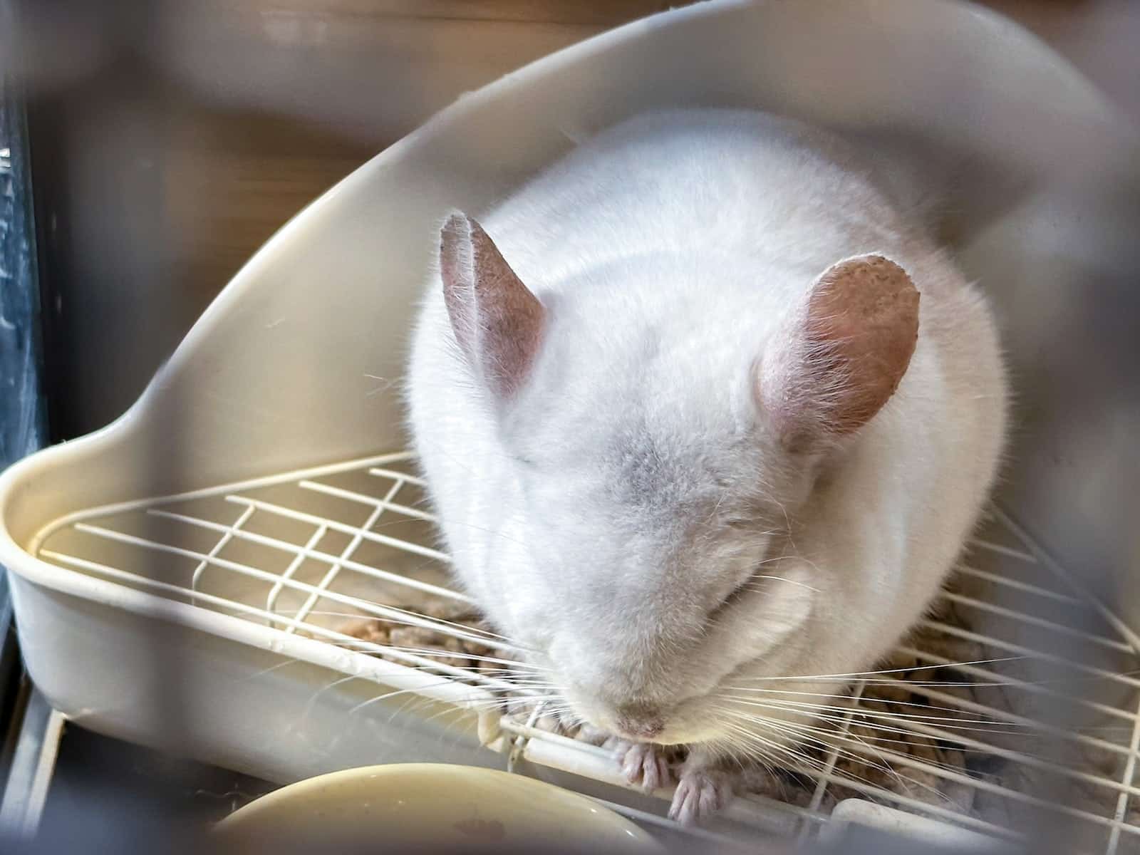 Short-Tailed Chinchilla Breed: Facts, Temperament & Traits - Pet Breeezy