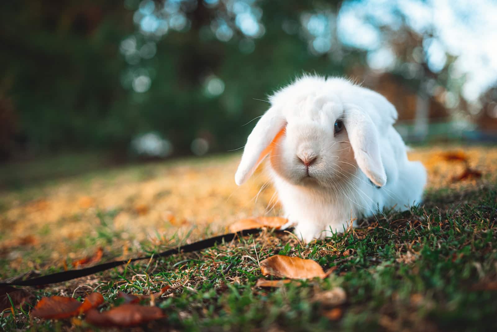 Holland Lop Rabbit: Quick Facts, Behavior, Appearance & Care - Pet Breeezy