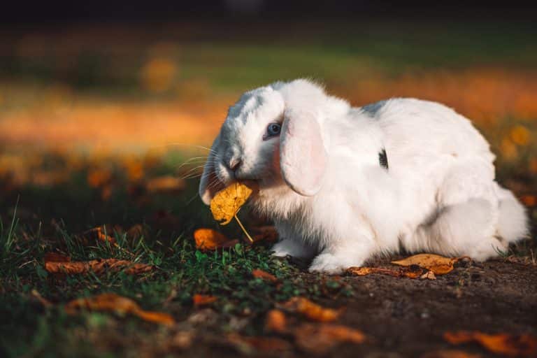 Miniature Lion Lop Rabbit: Quick Facts, Behavior, Appearance, Care ...