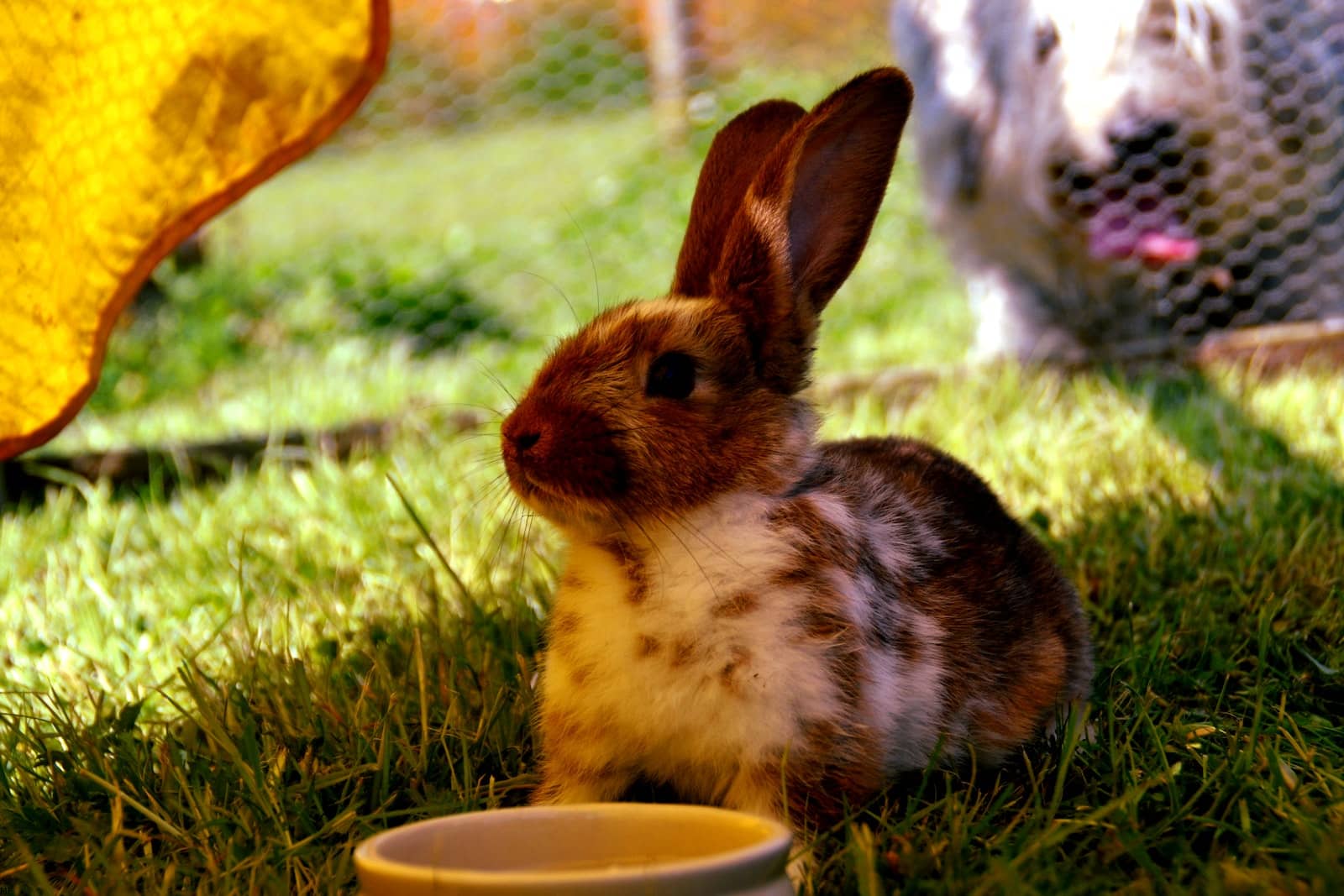 What Is the Different Between a Jackrabbit and a Cottontail? - Pet Breeezy
