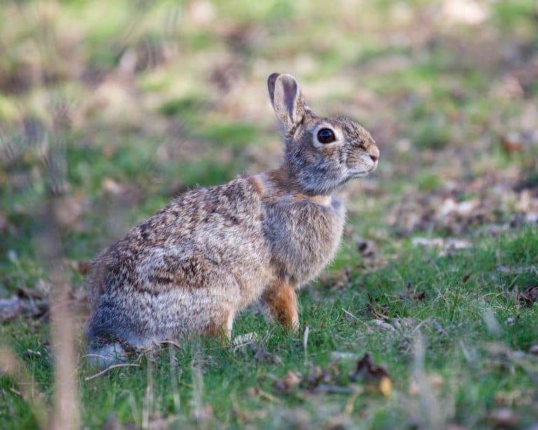 Appalachian Cottontail Info: Facts, Behavior, Appearance & More - Pet ...