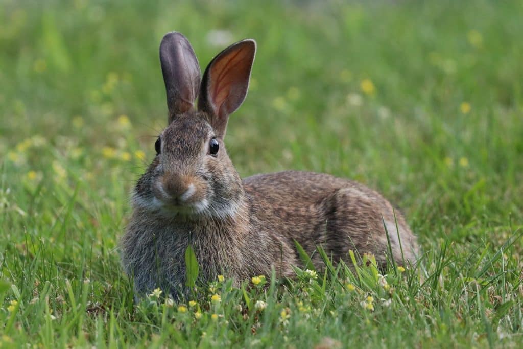 32 Different Types of Hare Species - Pet Breeezy