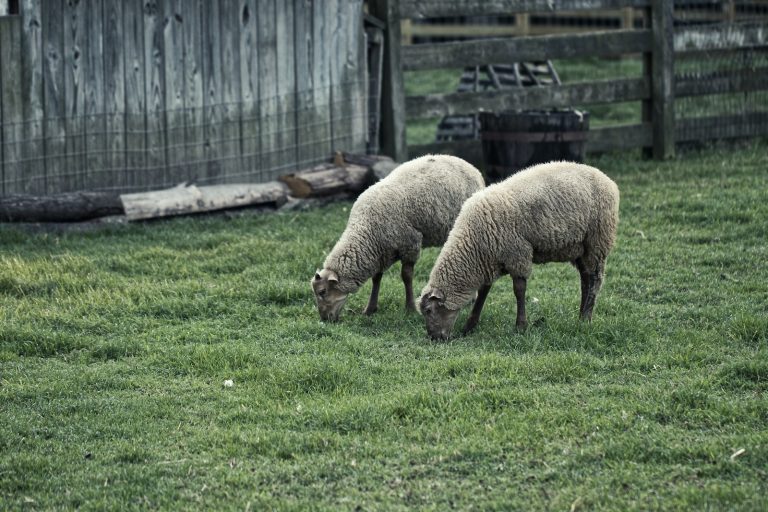 Merino Sheep: Facts, Behavior & Care Guide - Pet Breeezy