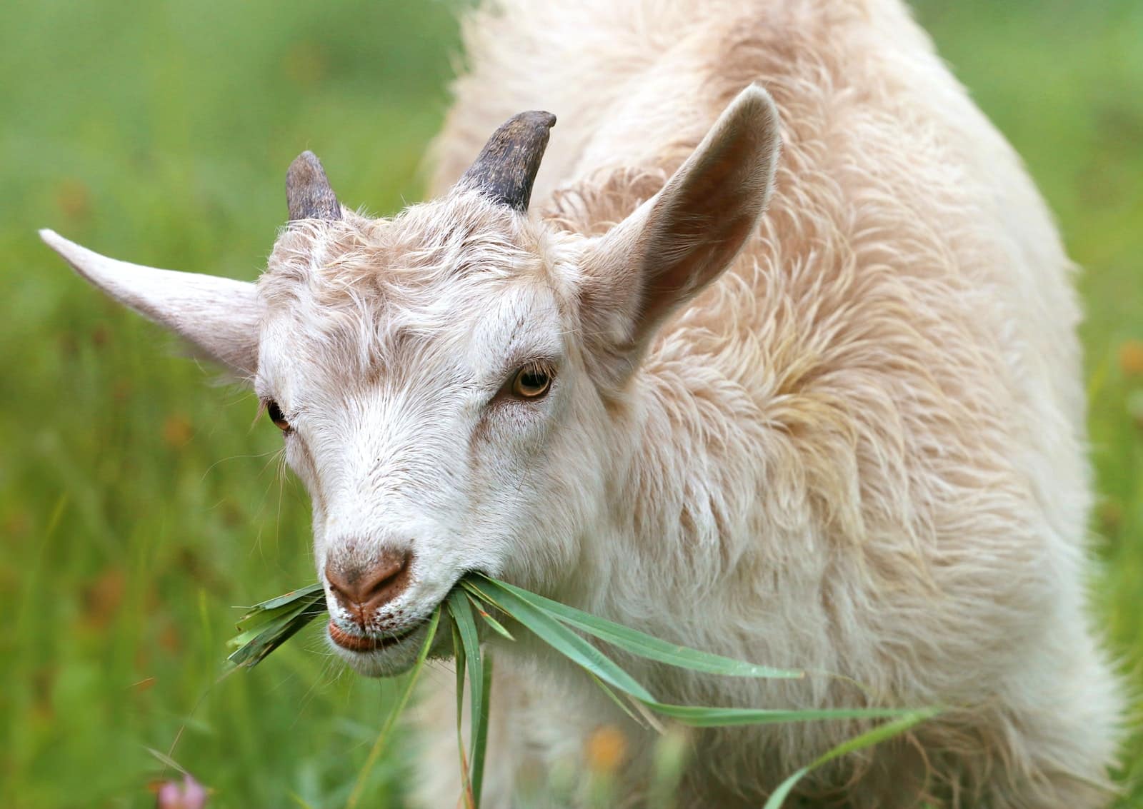 Anglo-Nubian Goat: Quick Facts, Behavior, Appearance, Care, & More ...