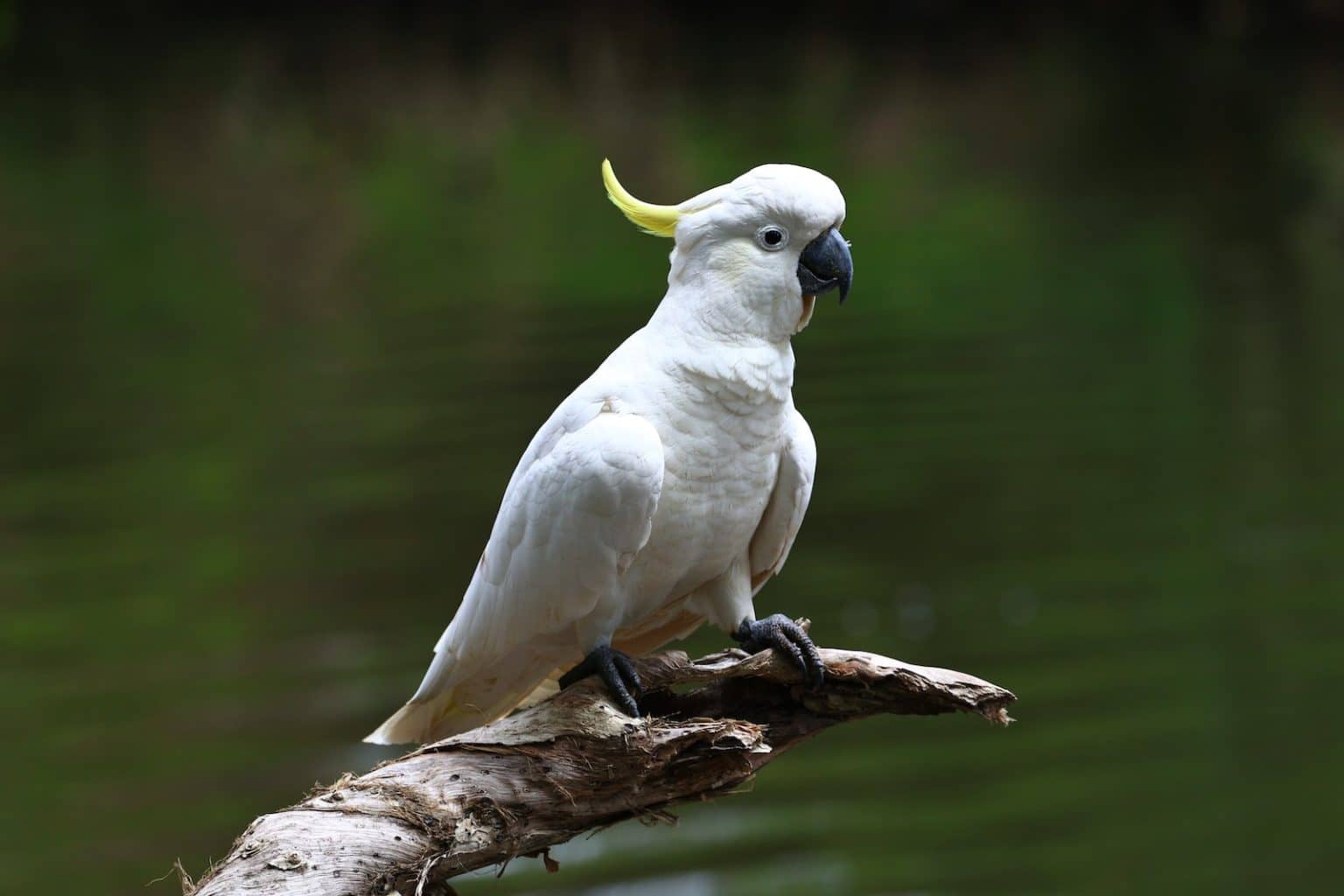 6 Cockatoo Sounds & Their Meanings - Pet Breeezy