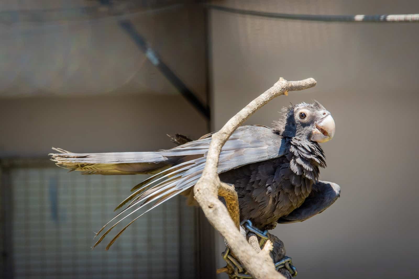 110 Parrot Names: Ideas to Create Colorful & Animated Parrots - Pet Breeezy